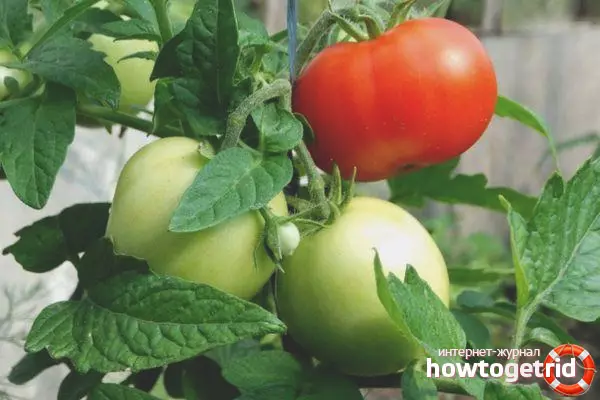 Tomato Moskovsky tunog - Deskripsyon ug lainlain nga mga kinaiya