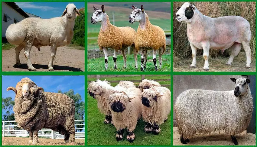 Domba breed Breed: Ngaran pangsaéna sareng ciri-ciri, jenis panggedéna