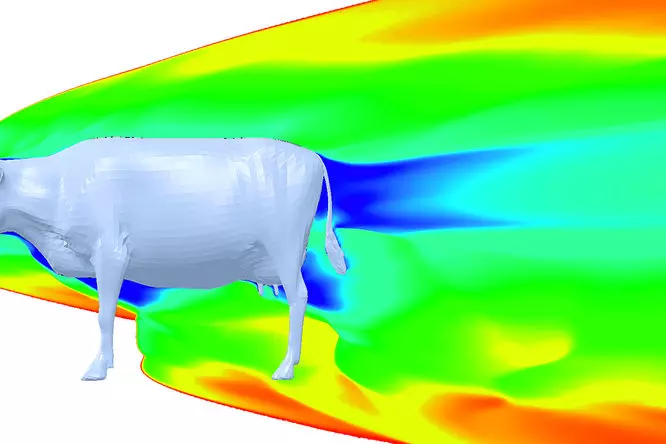 Whyima Cows Fly: Cattle aerodynamics