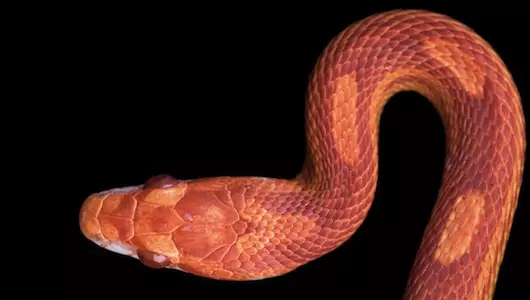 Joer vun der Schlaang: 8 erstaunlech Fakten iwwer Reptilien